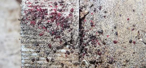 Rote Vogelmilben bekämpfen