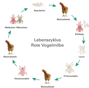 Rote Vogelmilben bekämpfen